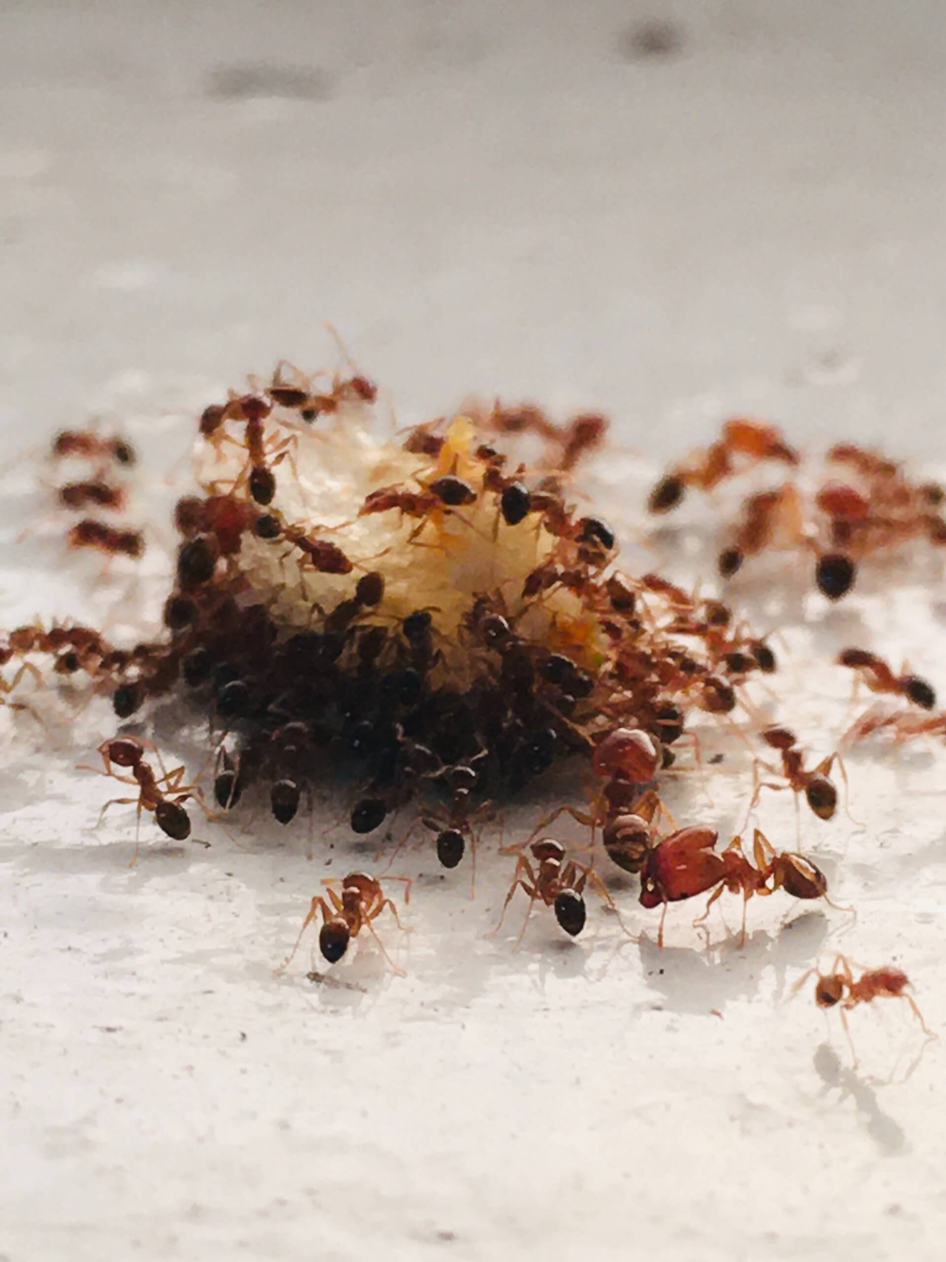 Ant Control Brisbane Professional Ant Management & Treatment